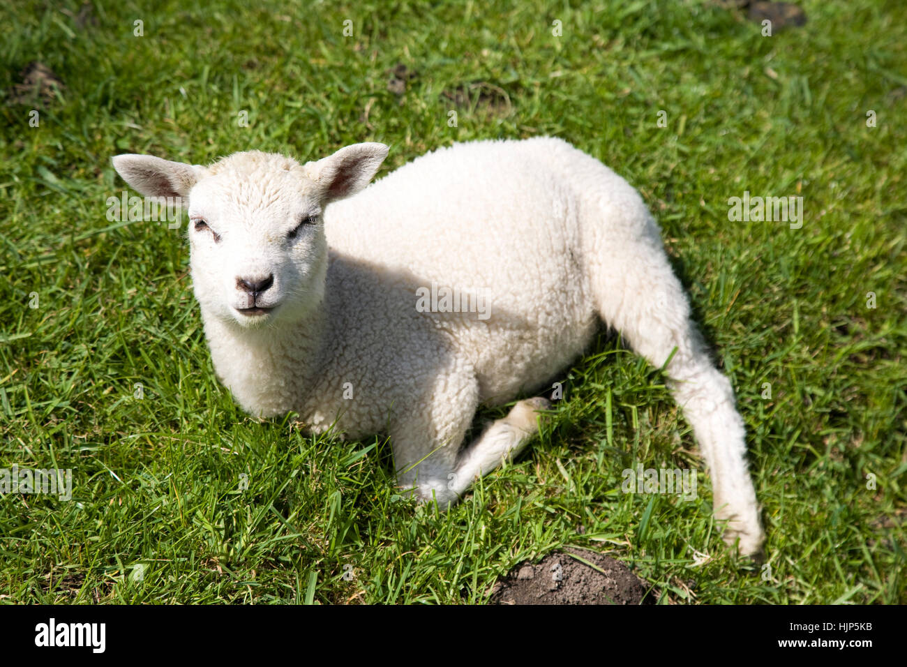 agricultural, animal, mammal, agriculture, farming, field, sheep ...