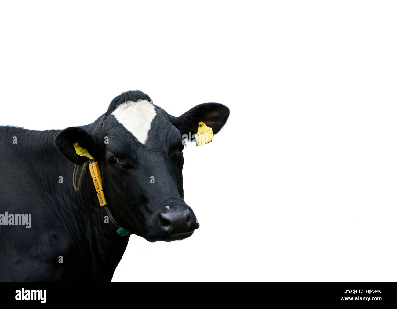 Dutch cow in the meadow Stock Photo - Alamy