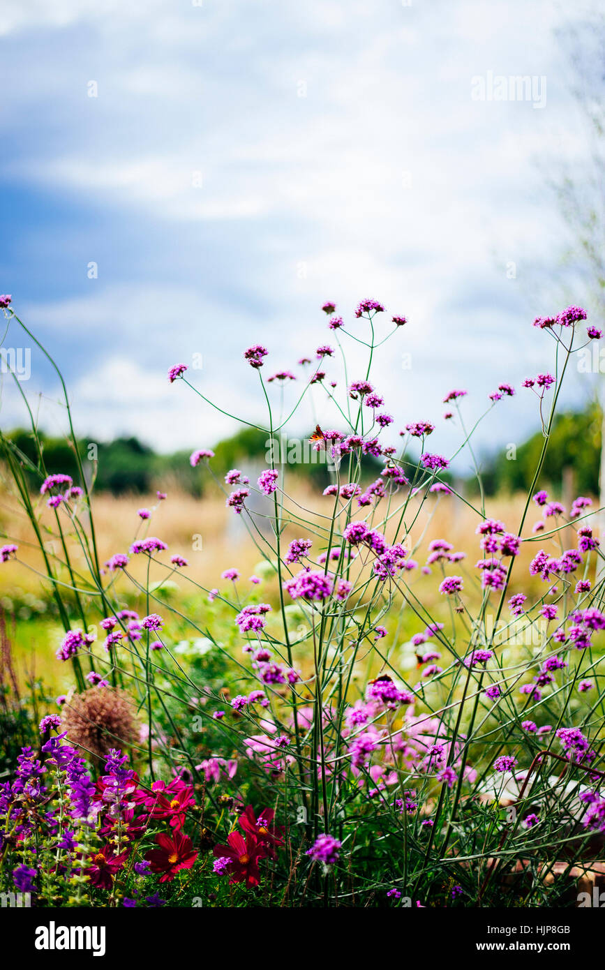 English wild flower garden and meadow, East Sussex Stock Photo - Alamy