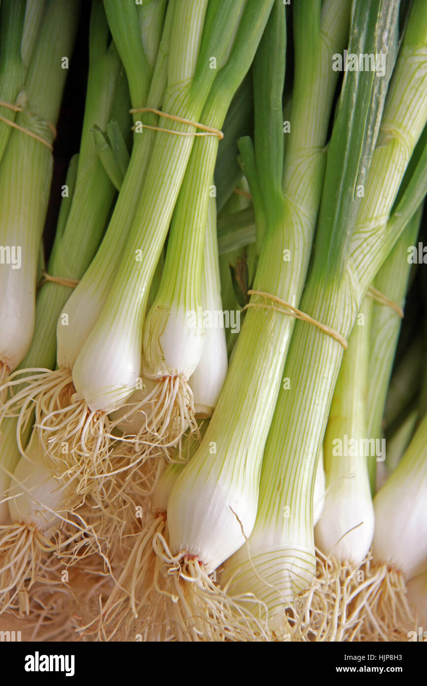 Rhrenlauch hi-res stock photography and images - Alamy