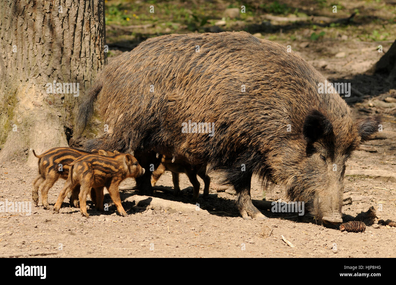 Wildschwein schweine hi-res stock photography and images - Alamy