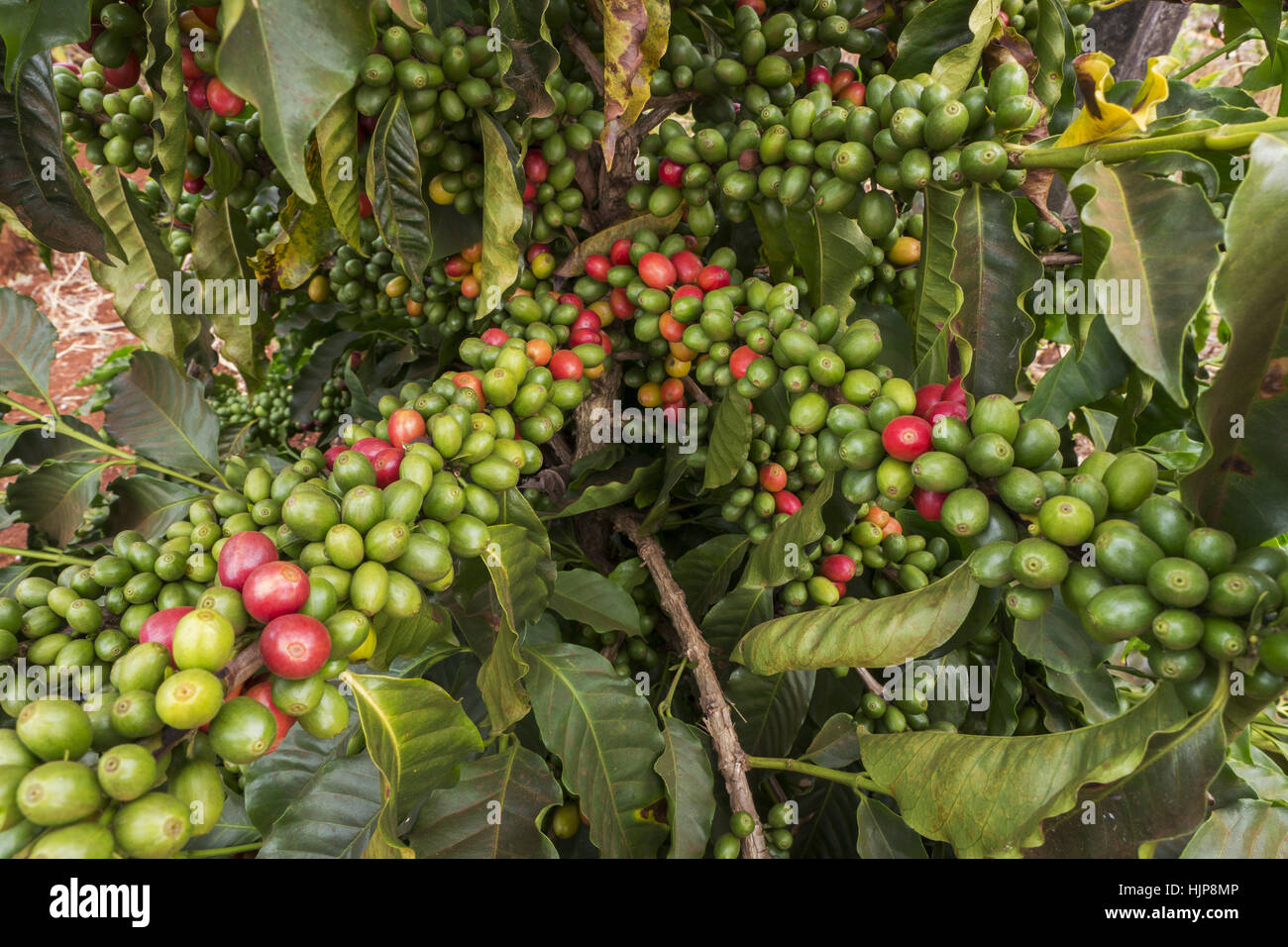 Ripe coffee cherry hi-res stock photography and images - Alamy