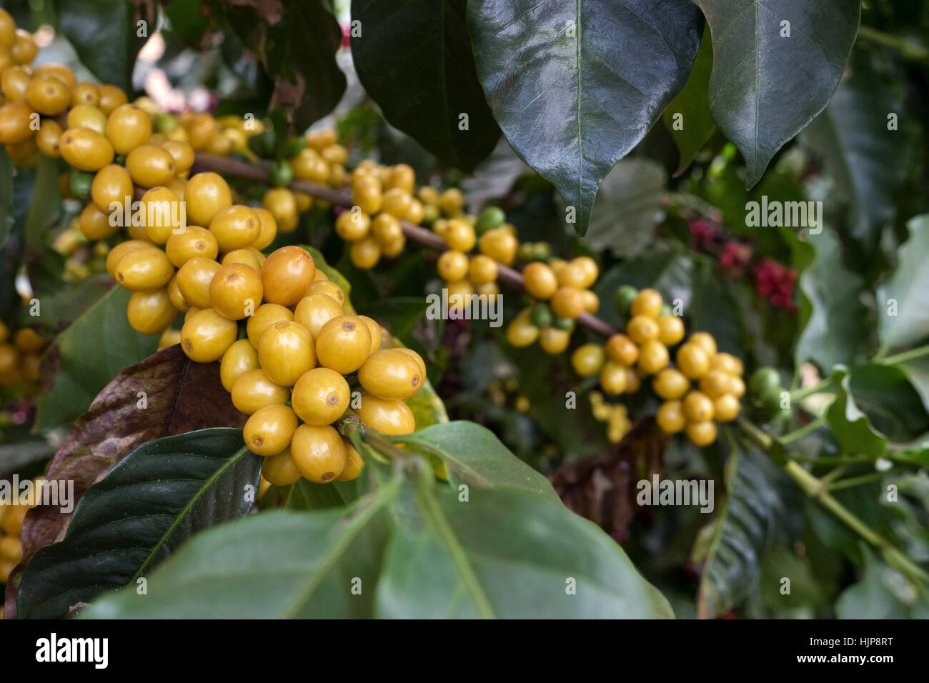 Ripe coffee cherry hi-res stock photography and images - Alamy
