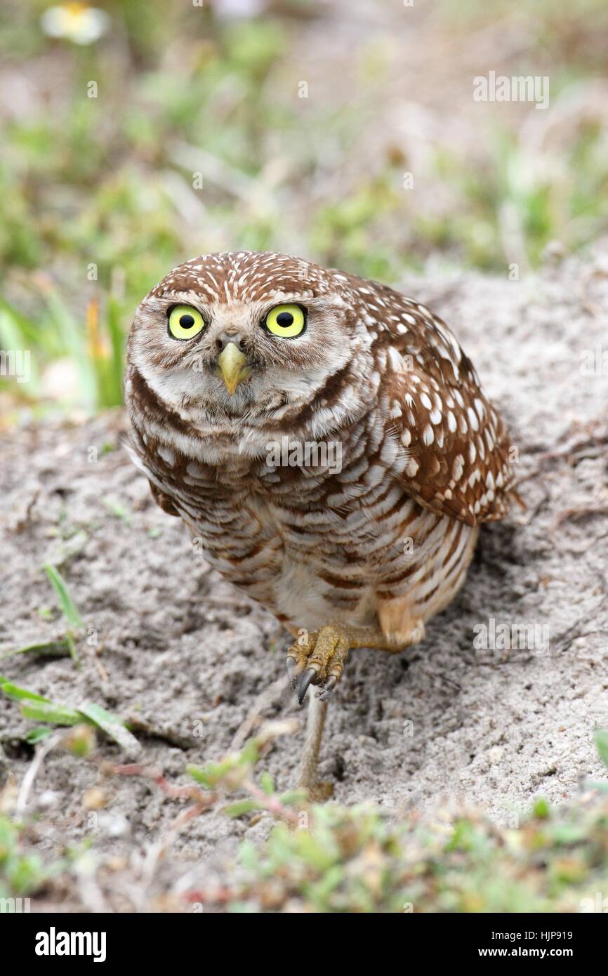 bird, hunter, birds, raptor, birds of prey, predator, owl, burrowing ...