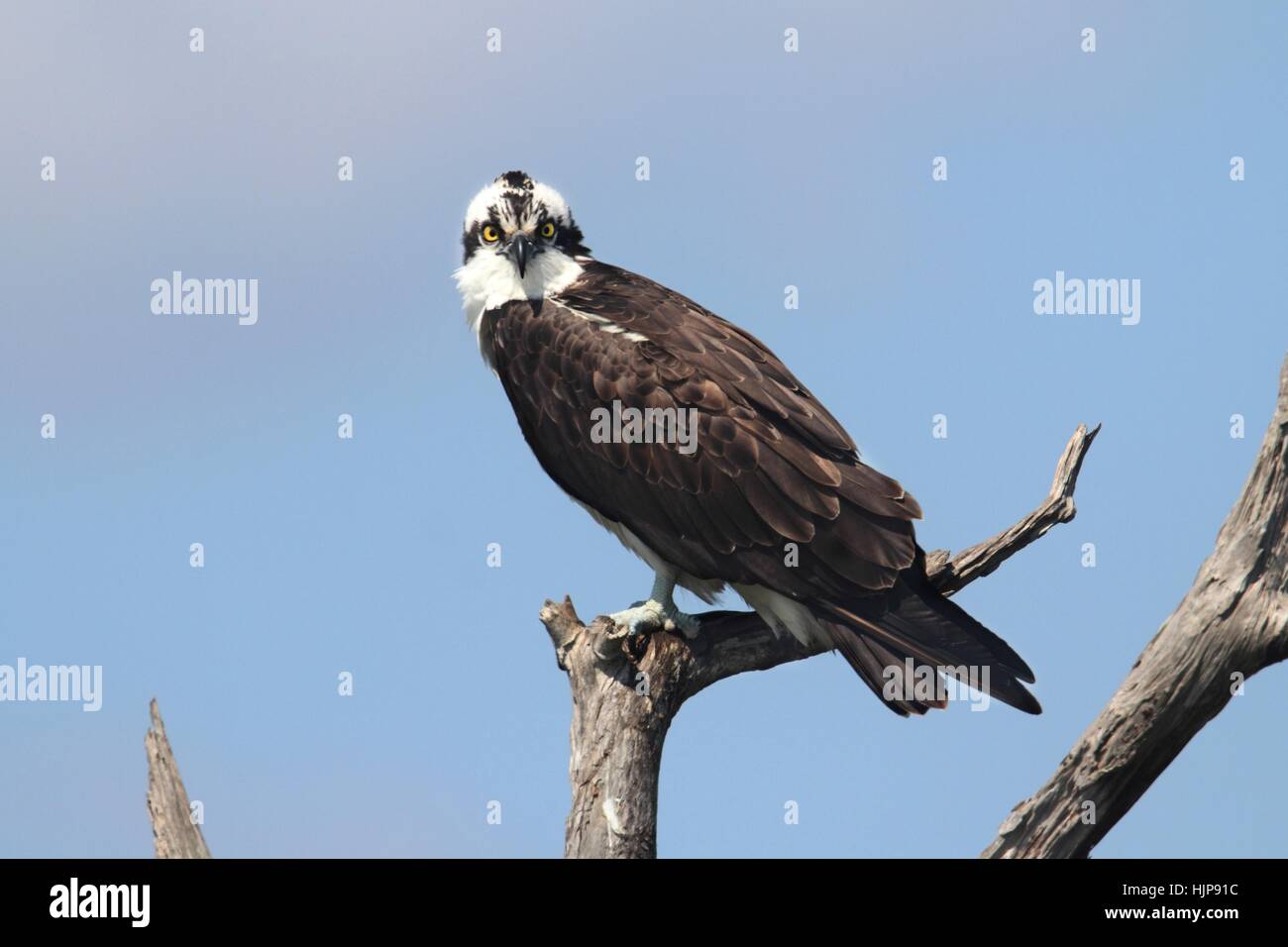 bird, wild, hunter, raptor, birds of prey, wildlife, hawks, osprey ...