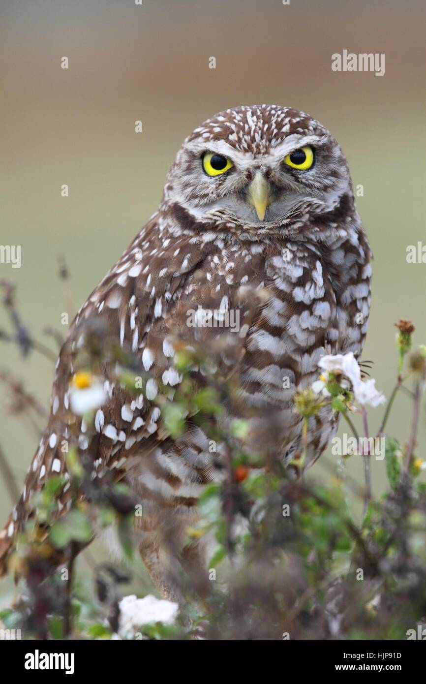 bird, hunter, birds, raptor, birds of prey, predator, owl, burrowing ...