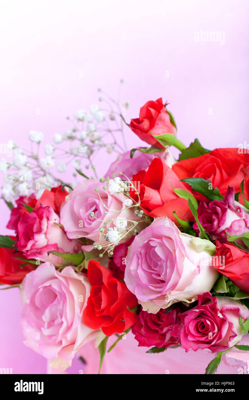pink red roses Stock Photo - Alamy