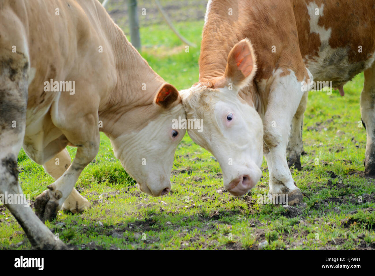 Rampaging hi-res stock photography and images - Alamy
