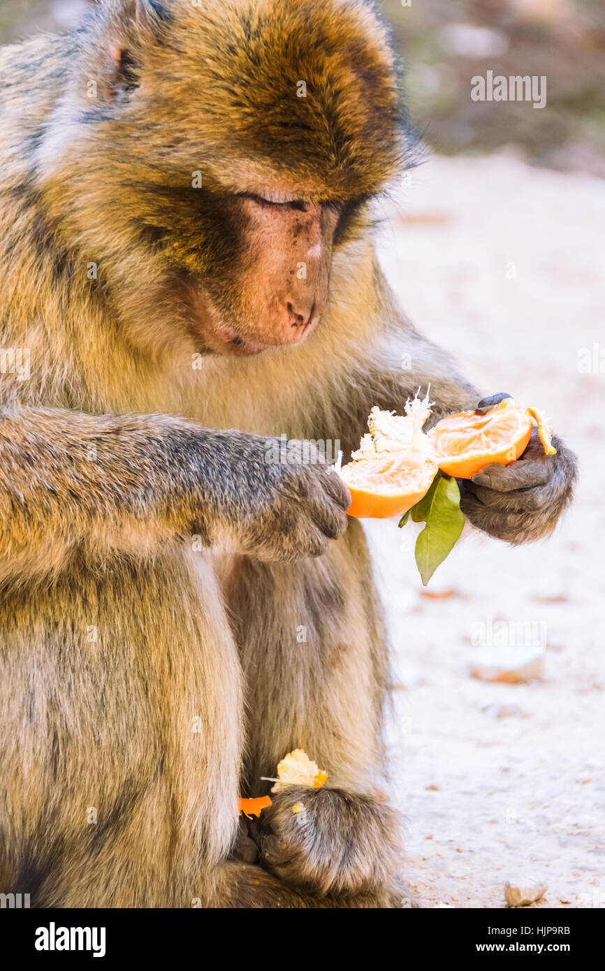 Barbary macaque monkey eating a tangerine, Ifrane, Morocco Stock Photo ...