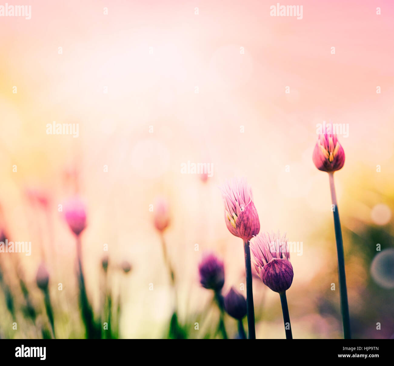 garden, flower, plant, summer, summerly, spring, season, backdrop ...