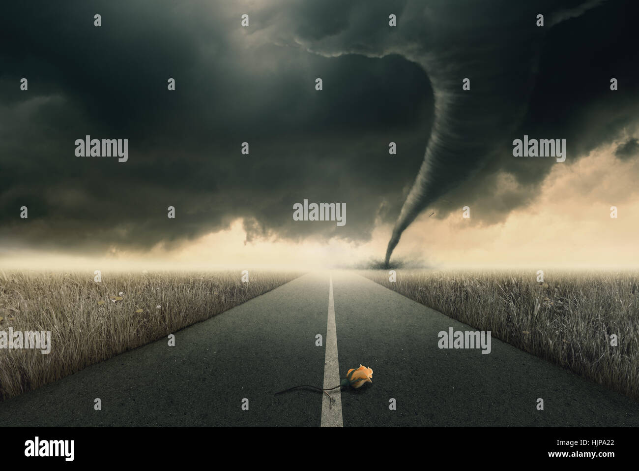 flower, plant, rose, weather, hurricane, tornado, storm, cyclone, gale ...