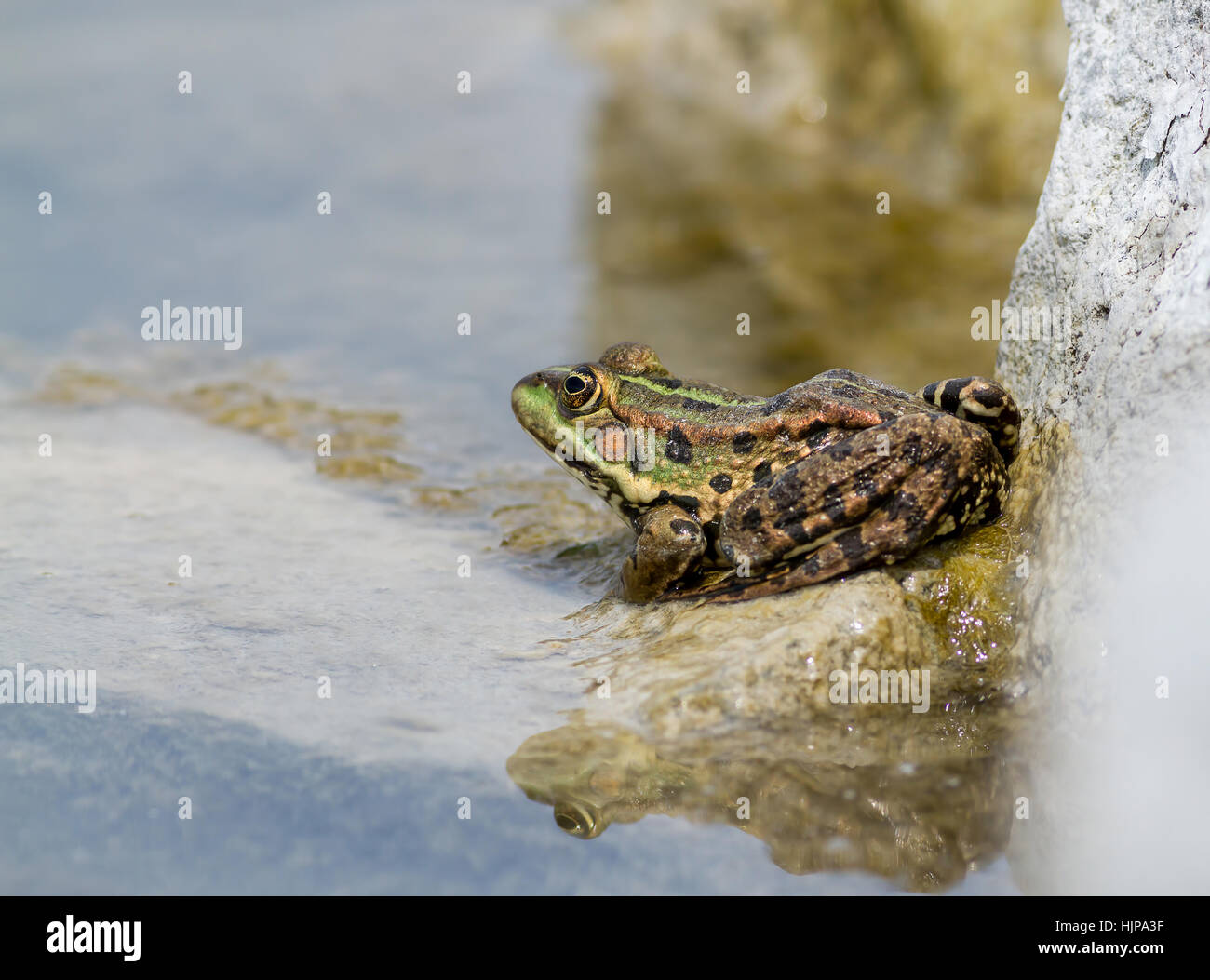 environment, enviroment, animal, amphibian, brown, brownish, brunette ...