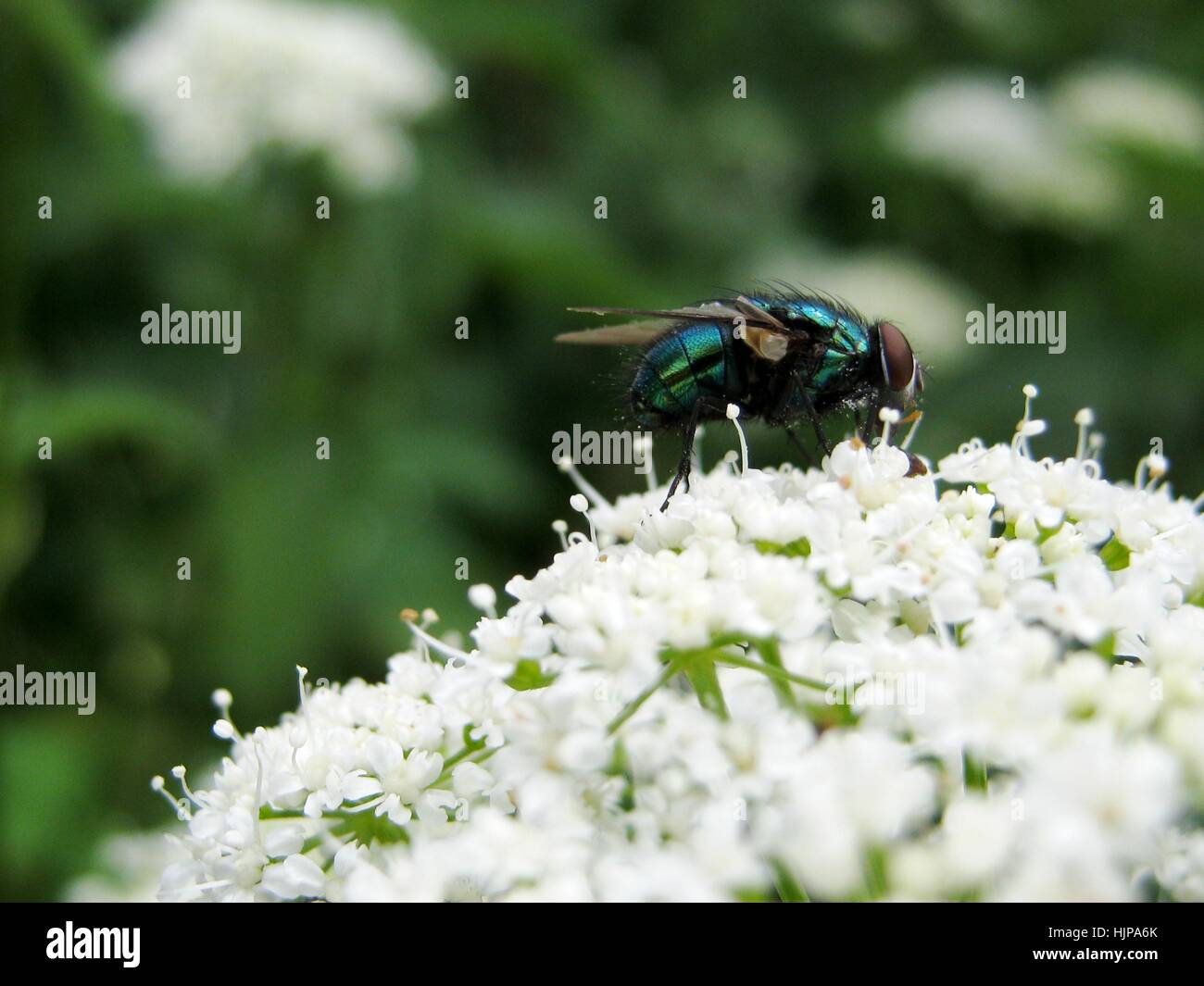 insect, fly, blowflies, flies, flys, flying, blue, insect, flower ...