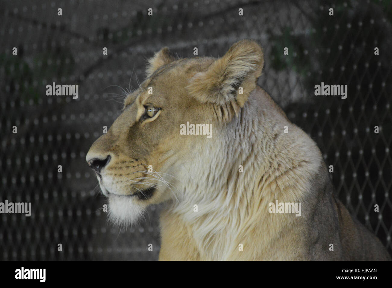 Lioness eyes hi-res stock photography and images - Alamy