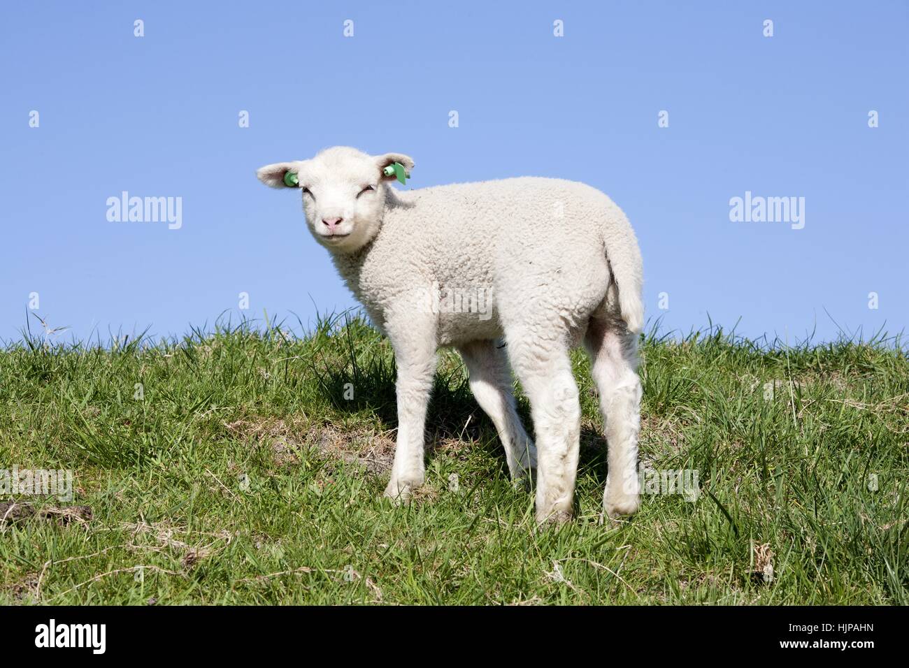 animal, mammal, agriculture, farming, field, sheep, spring, bouncing ...