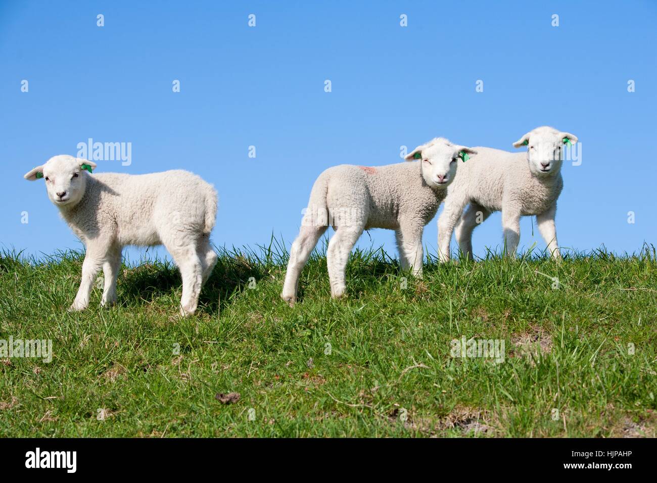 animal, mammal, agriculture, farming, field, sheep, spring, bouncing ...