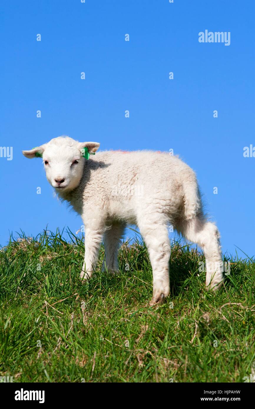animal, mammal, agriculture, farming, field, sheep, spring, bouncing ...