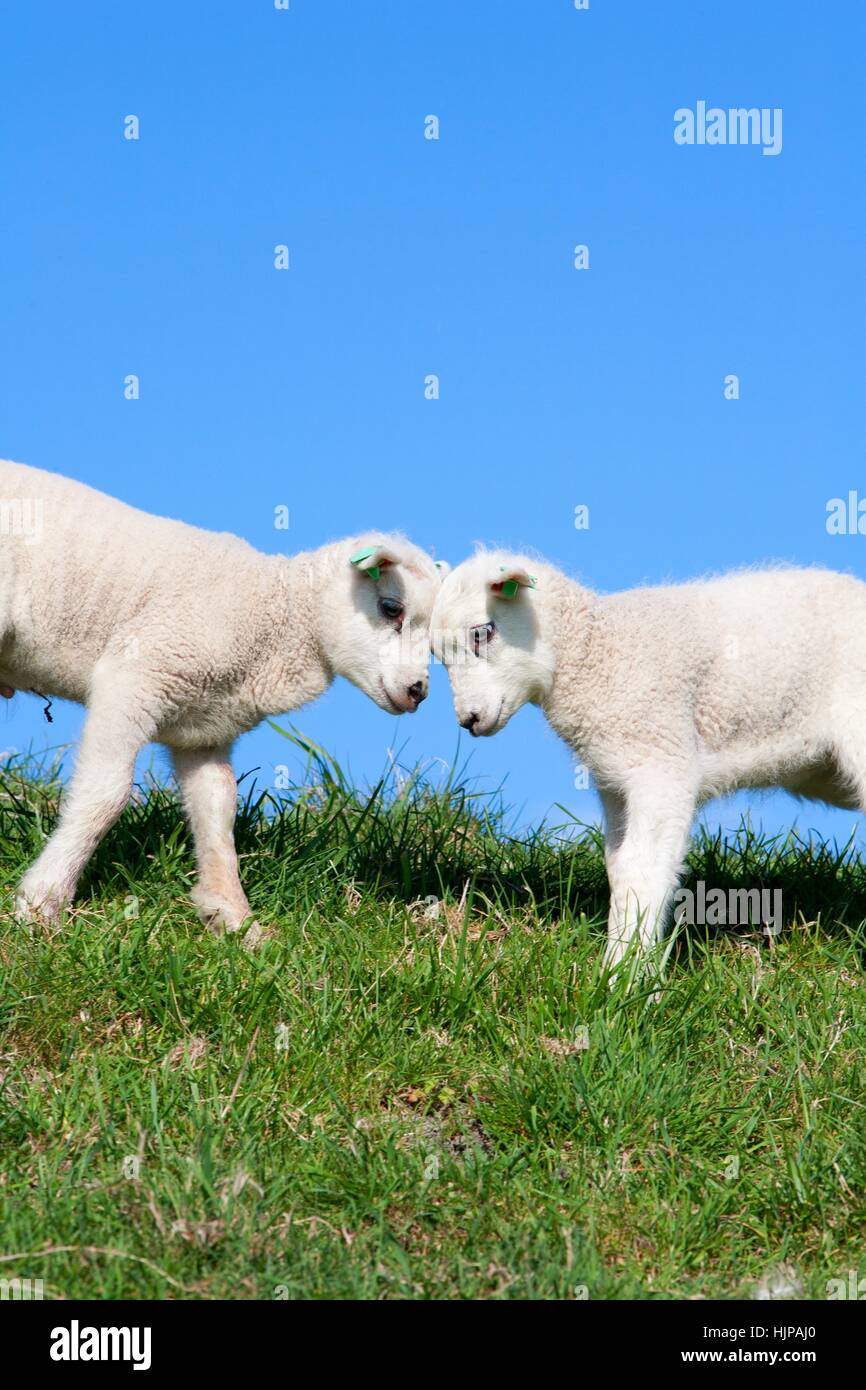 animal, mammal, agriculture, farming, field, sheep, spring, bouncing ...