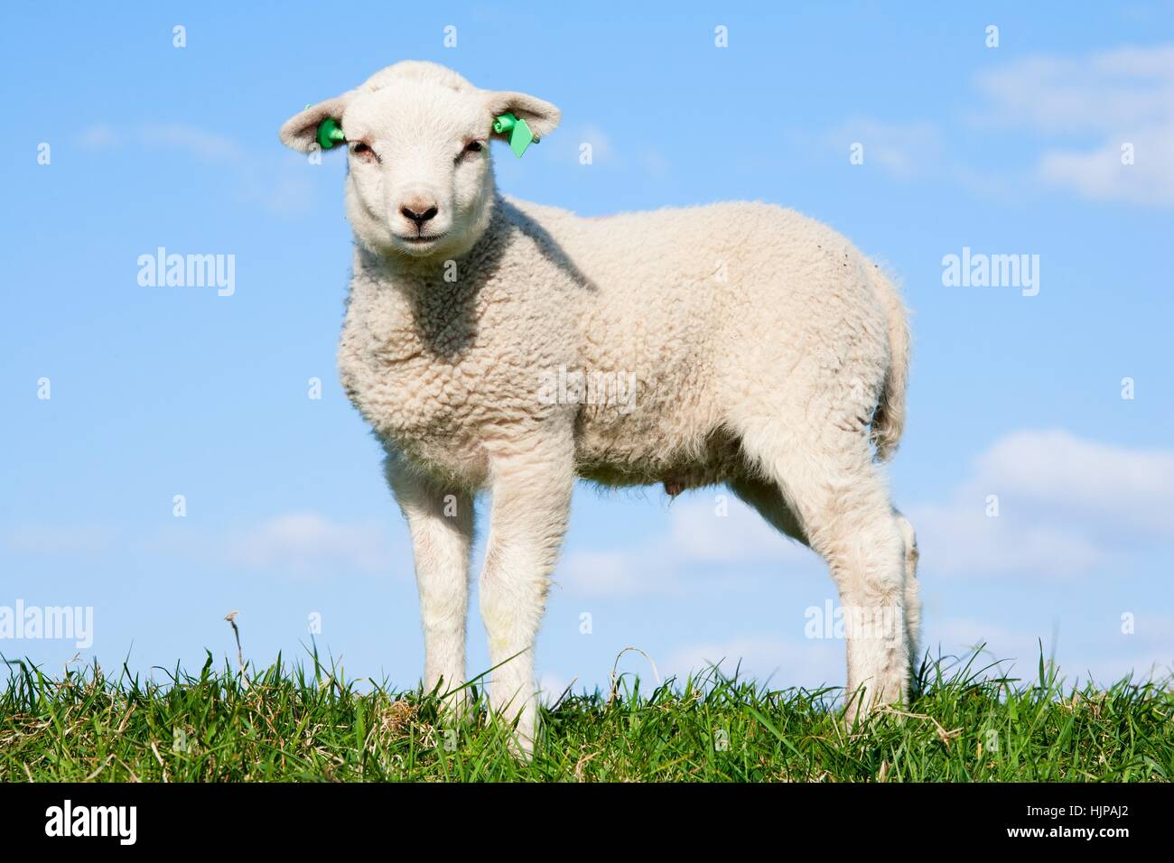 animal, mammal, agriculture, farming, field, sheep, spring, bouncing ...