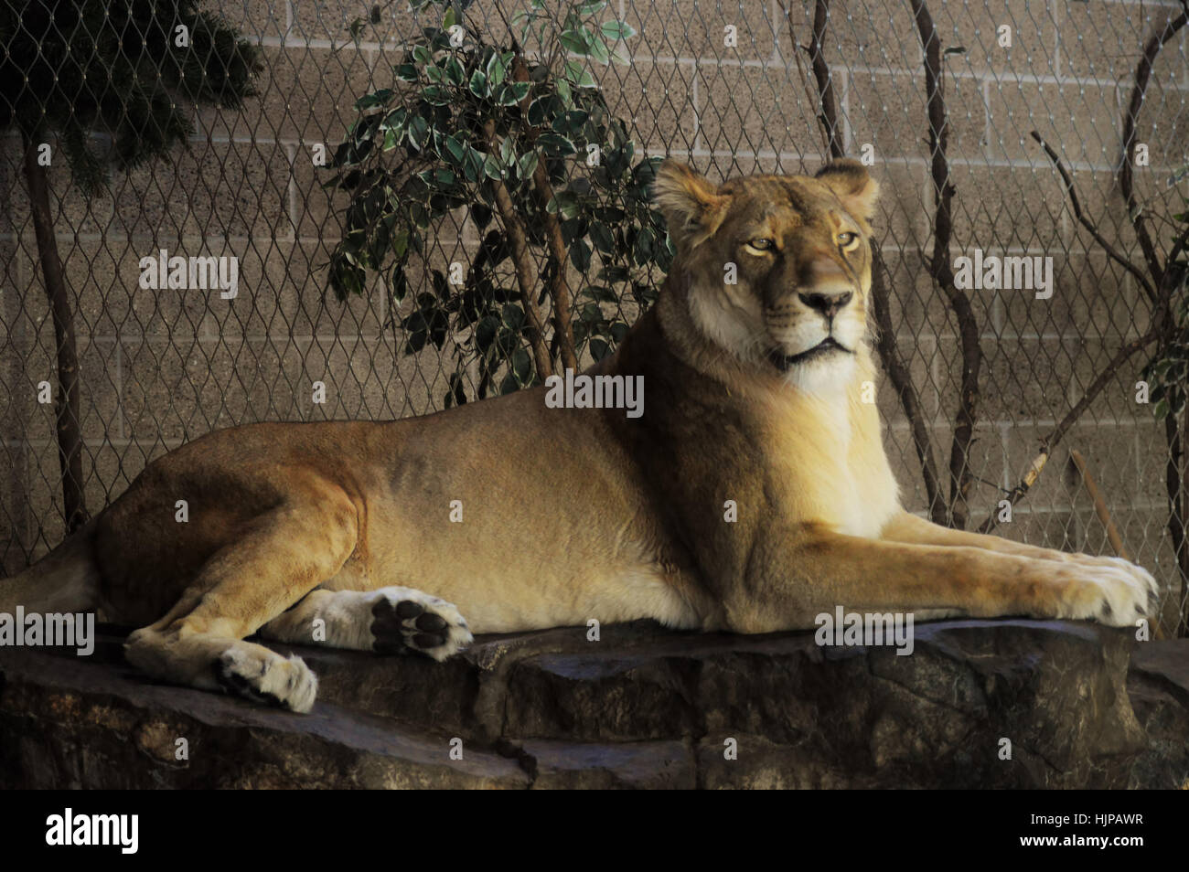 Fierce lioness hi-res stock photography and images - Alamy
