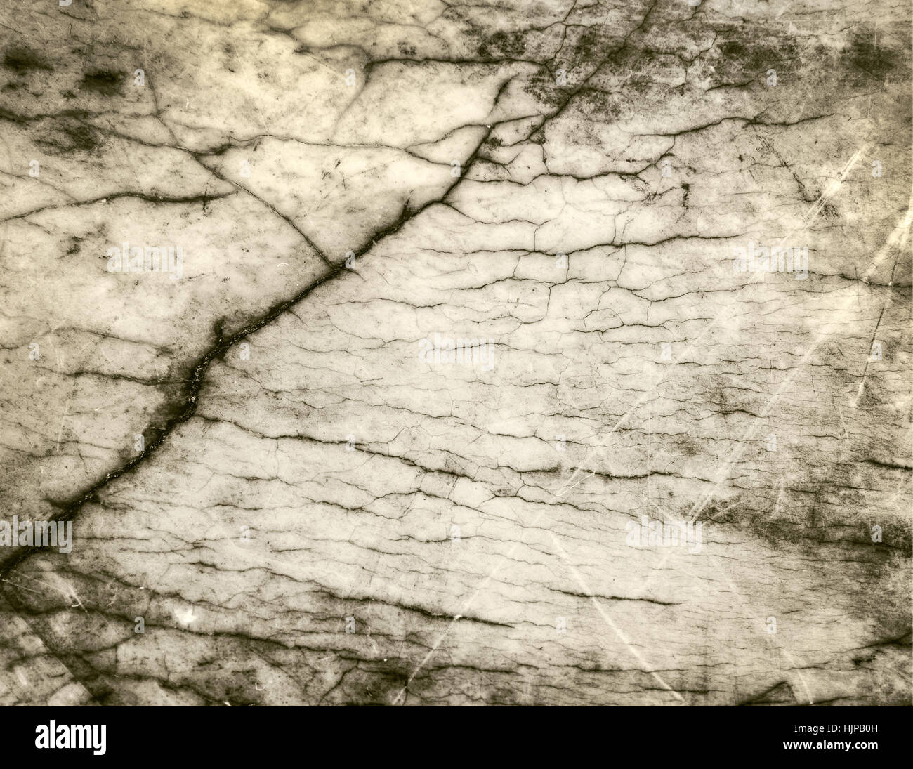 polished fossil mammoth tusk Stock Photo - Alamy