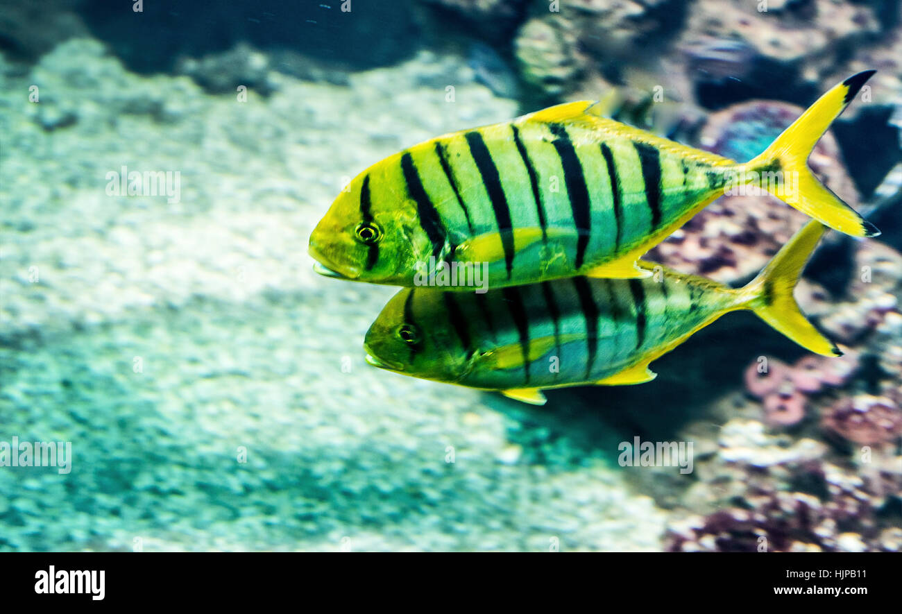 Hardtail fish hi-res stock photography and images - Alamy