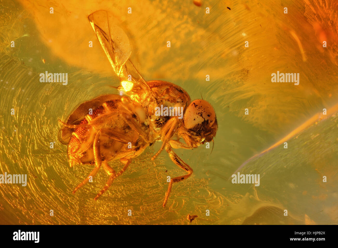 fly imprisoned in baltic amber Stock Photo - Alamy