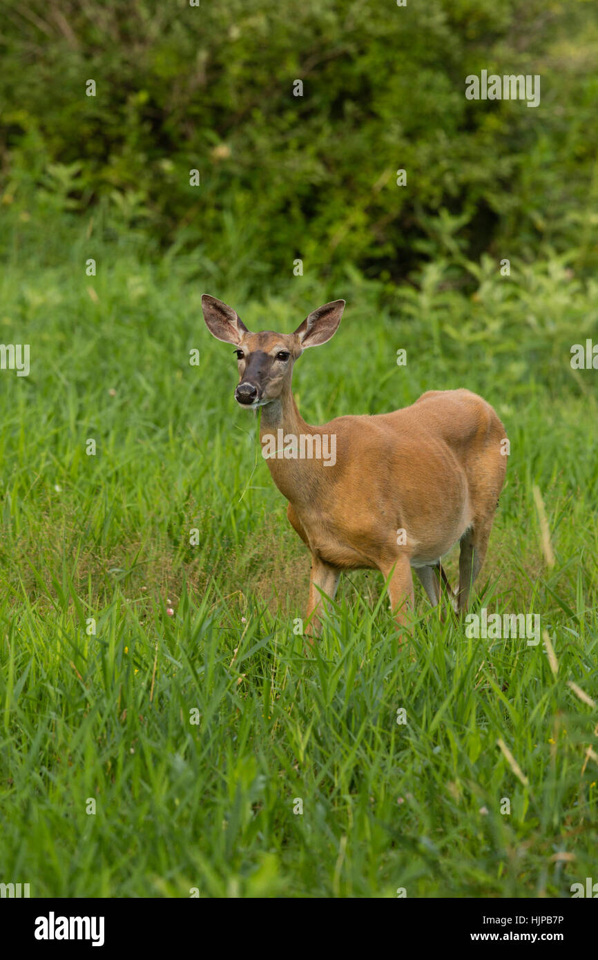 White-tailed deer foraging in a northern Wisconsin field Stock Photo ...