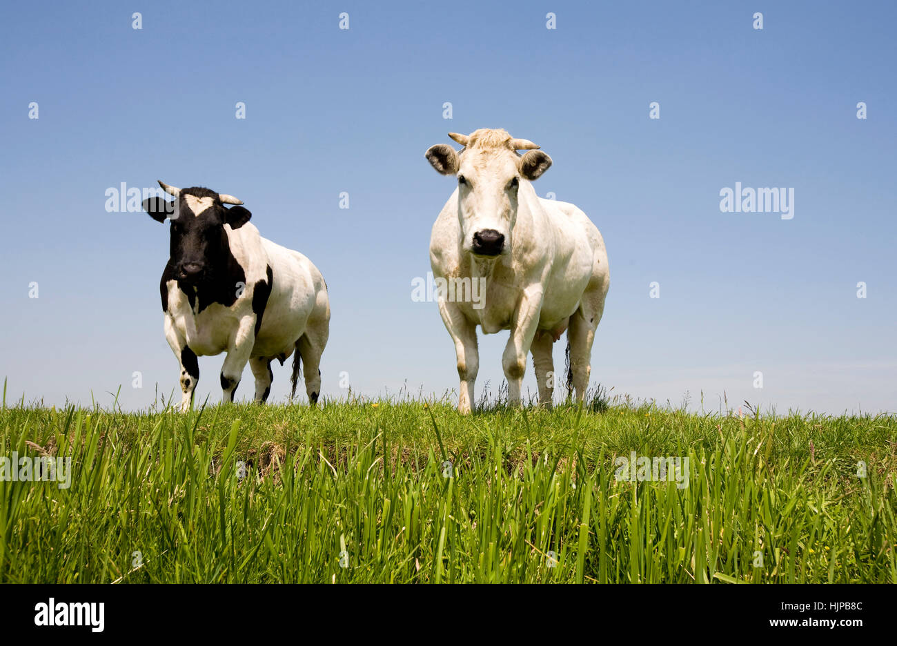 animal, agriculture, farming, field, holland, netherlands, cow, farm ...