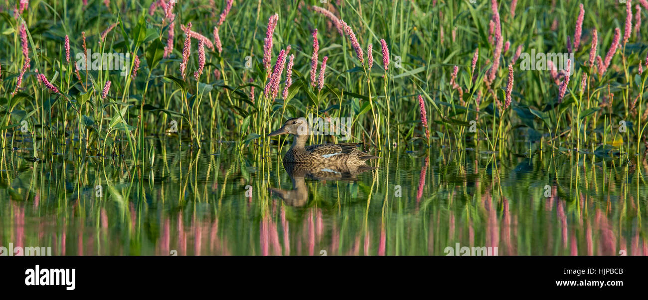 Eclipse male teal hi-res stock photography and images - Alamy