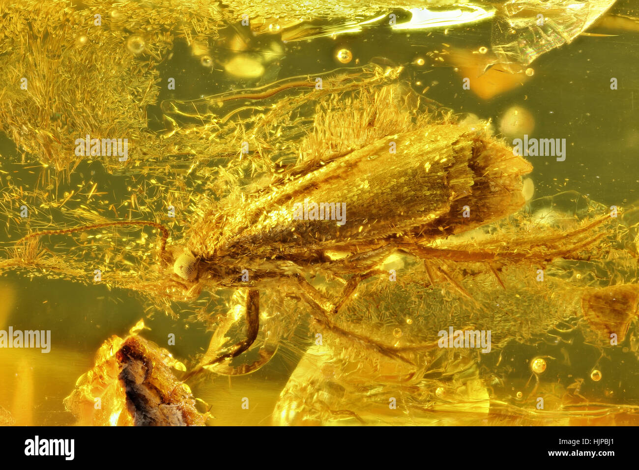 moth imprisoned in baltic amber Stock Photo - Alamy