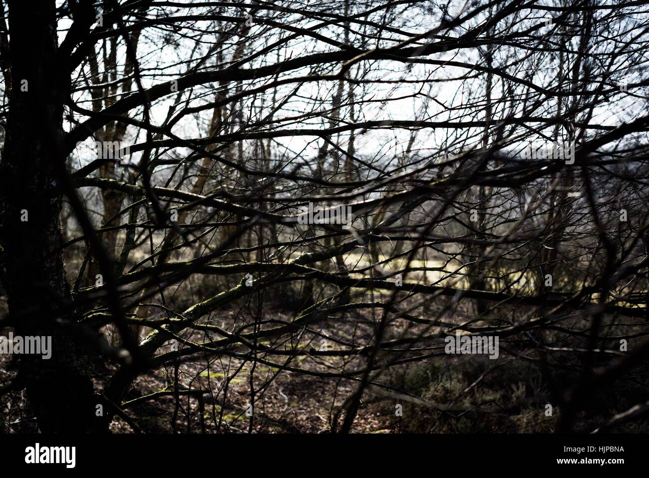 Sutton Park is located 6 miles on north of downtown Sutton Coldfield ...