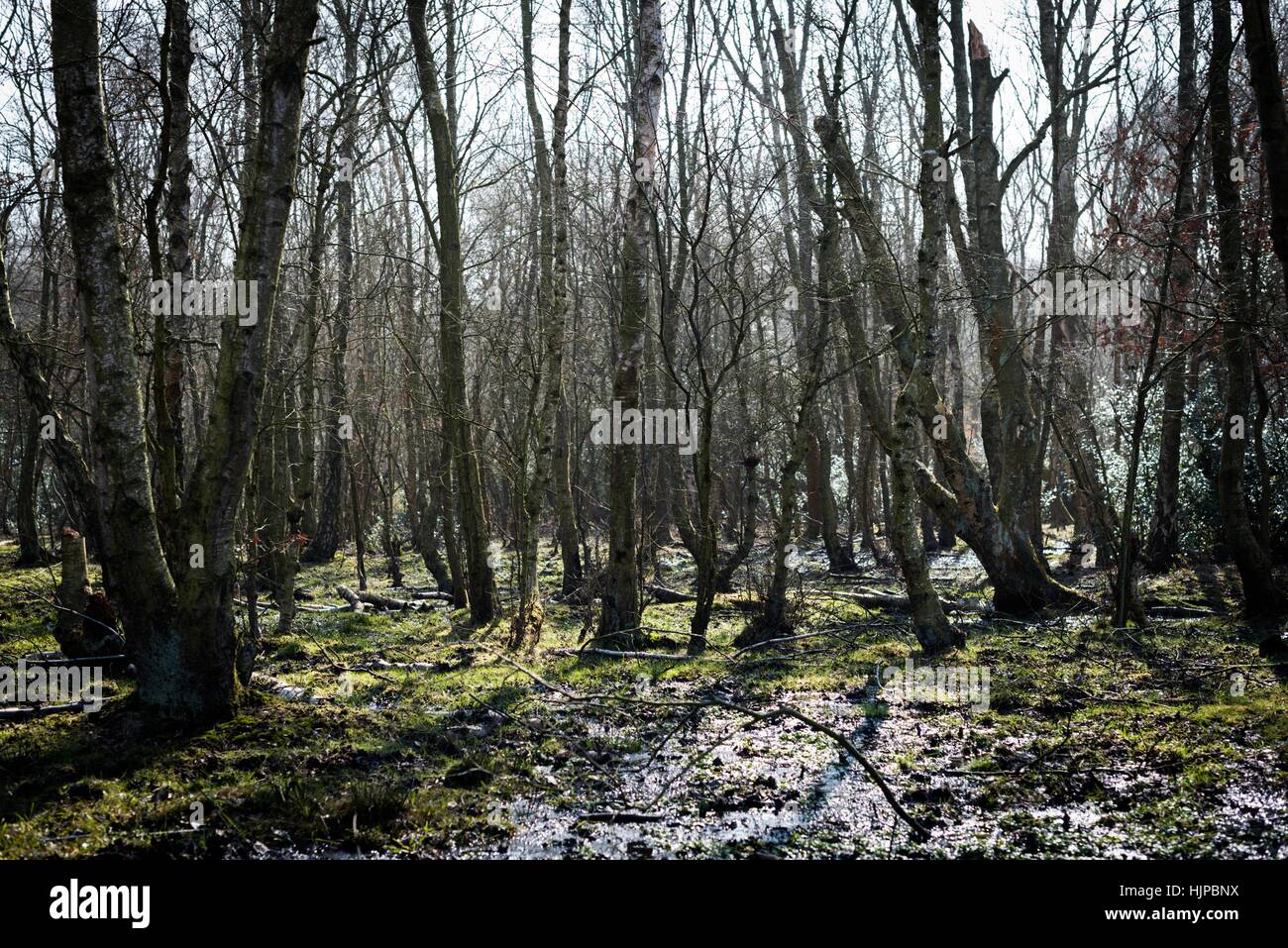 Sutton Park is located 6 miles on north of downtown Sutton Coldfield ...