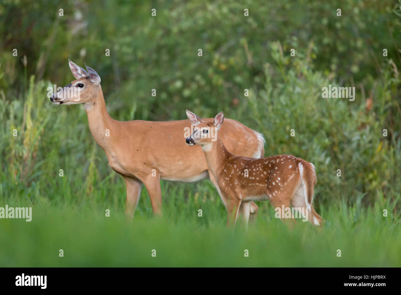 White tailed deer hi-res stock photography and images - Alamy