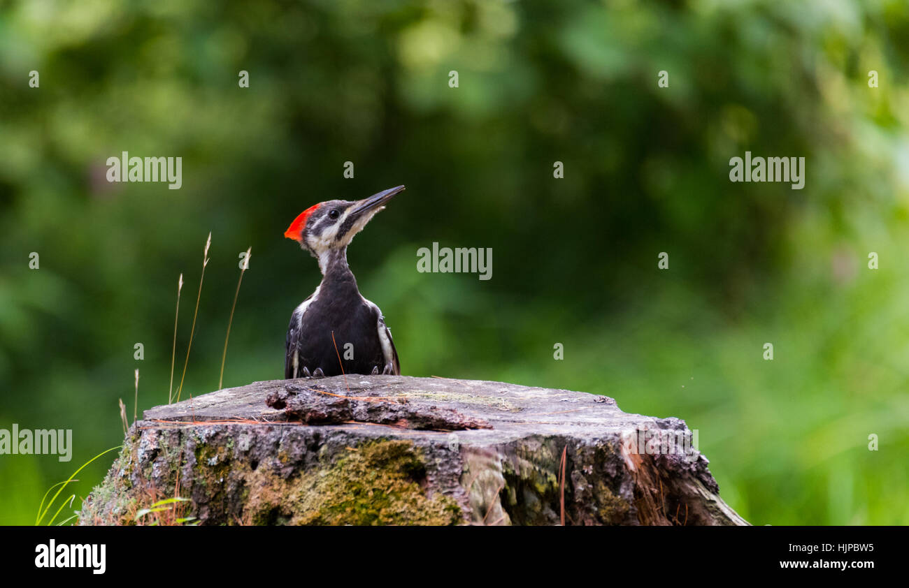 Pileated woodpecker juvenile High Resolution Stock Photography and ...