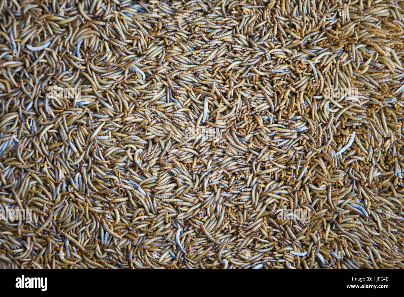 food, aliment, bird, insects, worms, backdrop, background, birdfood ...