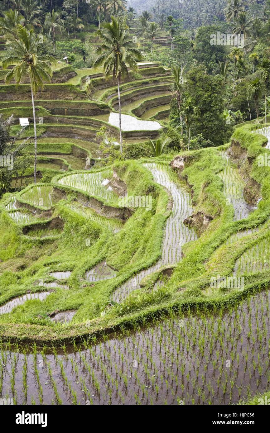 hill, asia, agriculture, farming, field, indonesia, fields, farm ...