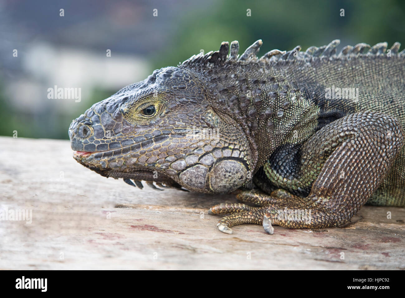 animal, reptile, amphibian, fauna, asia, lizard, bali, indonesia ...