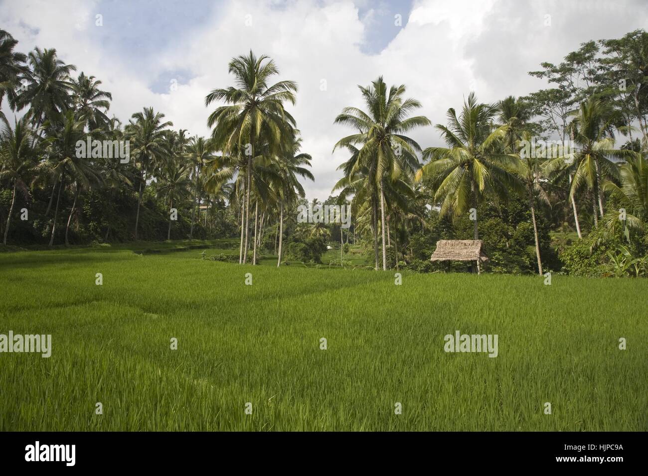 hill, asia, agriculture, farming, field, bali, indonesia, fields, farm ...