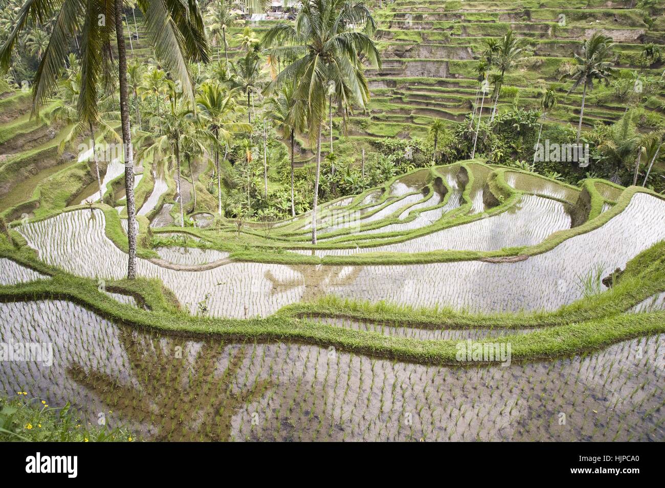 hill, asia, agriculture, farming, field, bali, indonesia, fields, farm ...