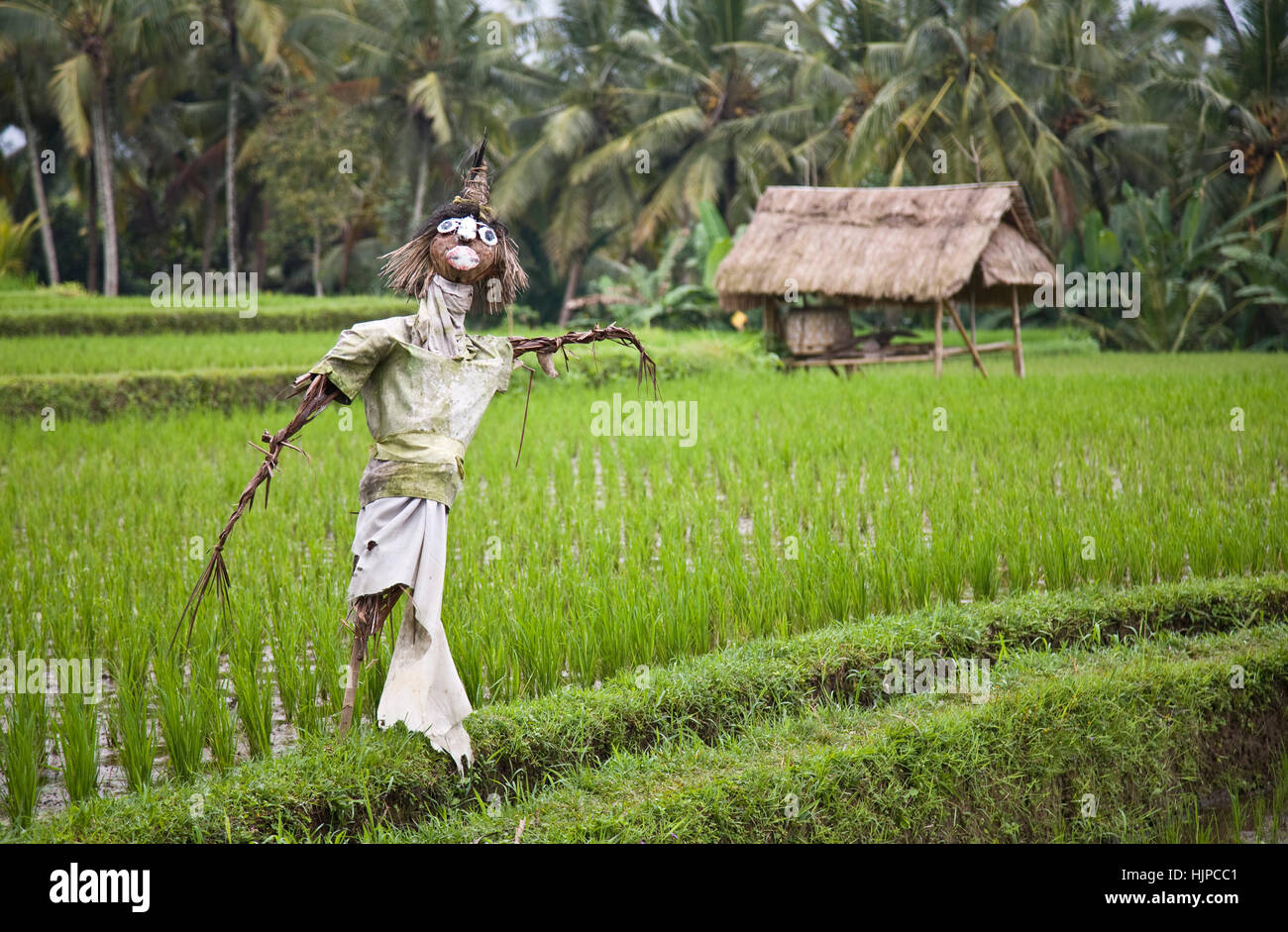 asia, agriculture, farming, field, bali, indonesia, fields, farm ...