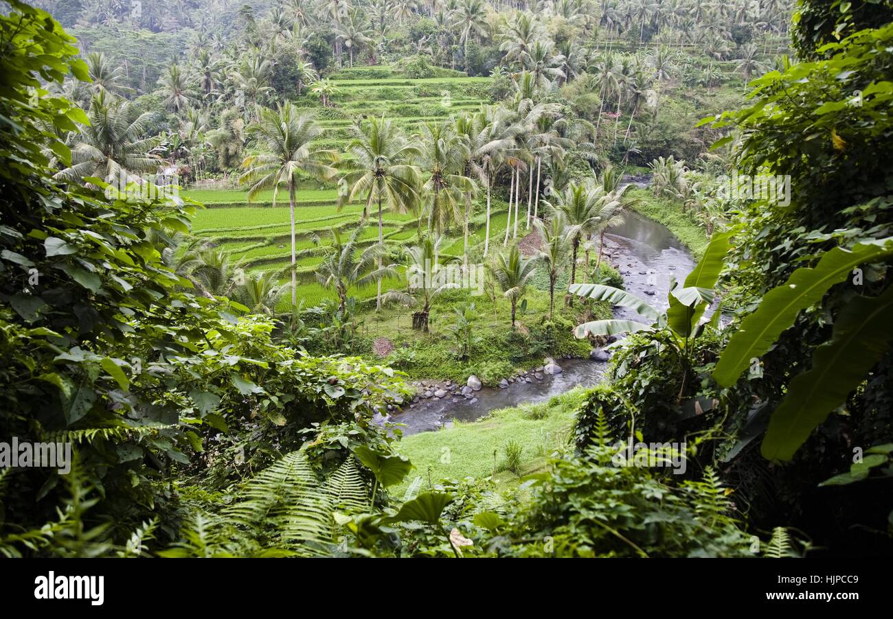 hill, asia, agriculture, farming, field, bali, indonesia, fields, farm ...