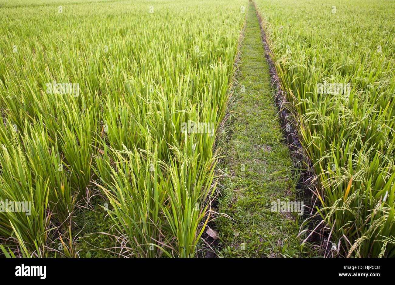 hill, asia, agriculture, farming, field, bali, indonesia, fields, farm ...
