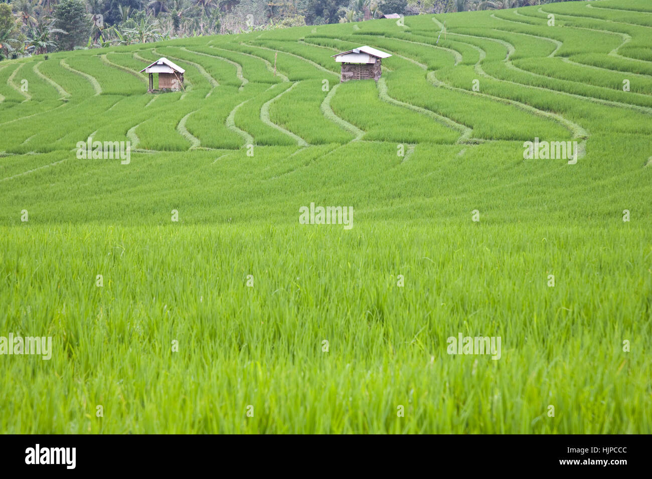 hill, asia, agriculture, farming, field, bali, indonesia, fields, farm ...