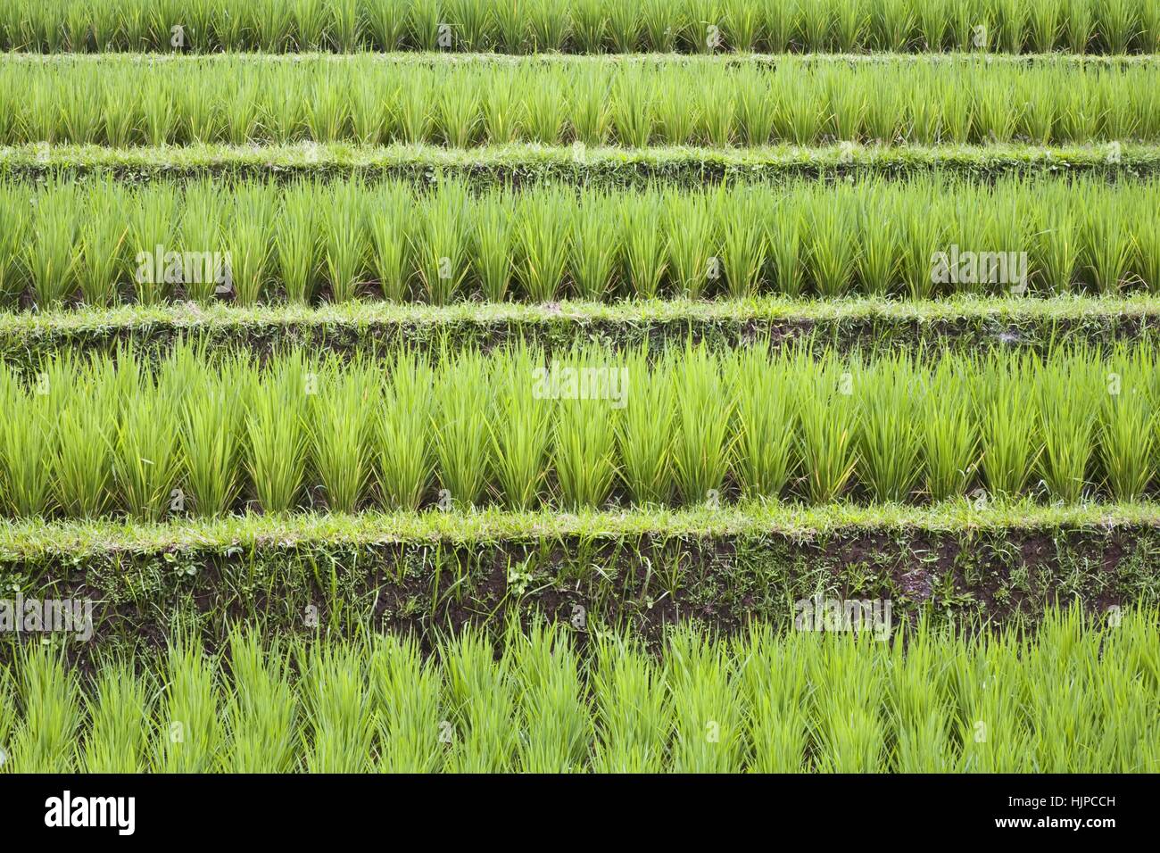 hill, asia, agriculture, farming, field, bali, indonesia, fields, farm ...