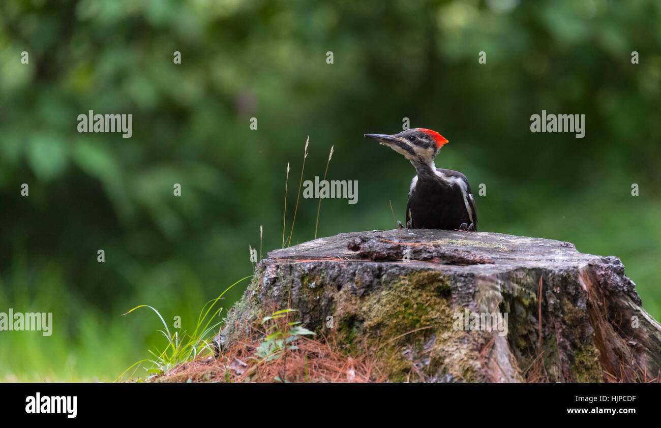 Young juvenile female Pileated woodpecker on a tree stump foraging for ...