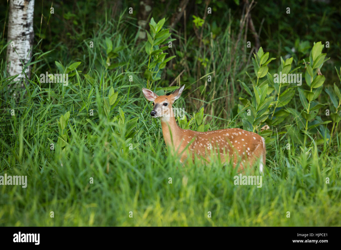 American white tailed deer hi-res stock photography and images - Alamy