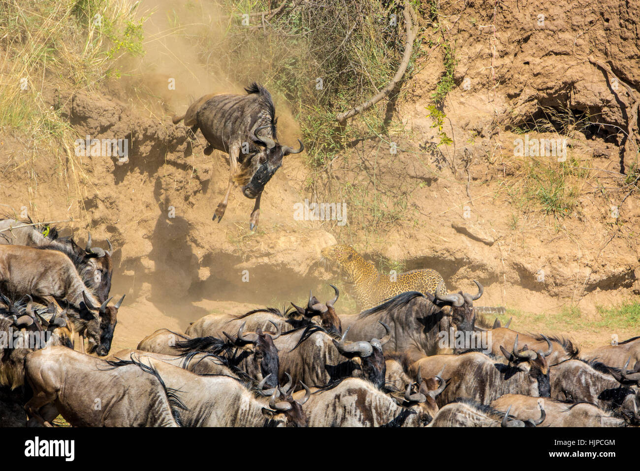 African Leopard, Panthera pardus, stalking, hunting Wildebeest jumping ...