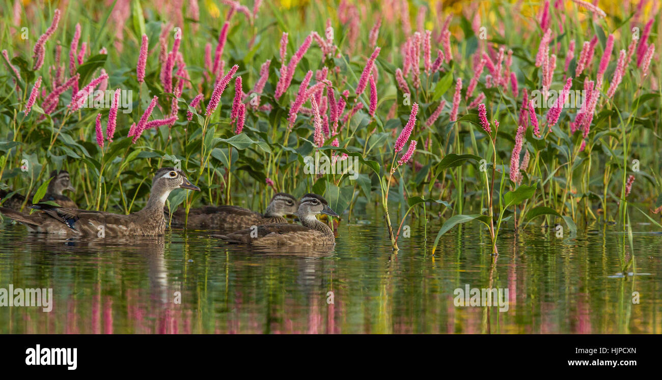 Wood Duck - Hen Stock Photo - Alamy