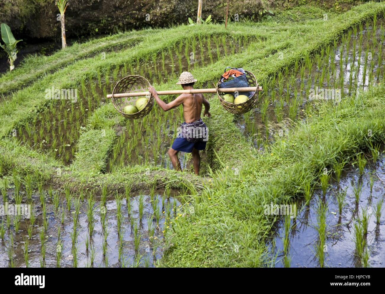 hill, asia, agriculture, farming, field, bali, indonesia, fields, farm ...